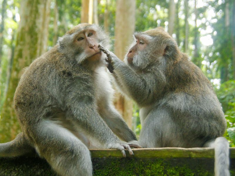 Unesco World Heritage Sites of Bali